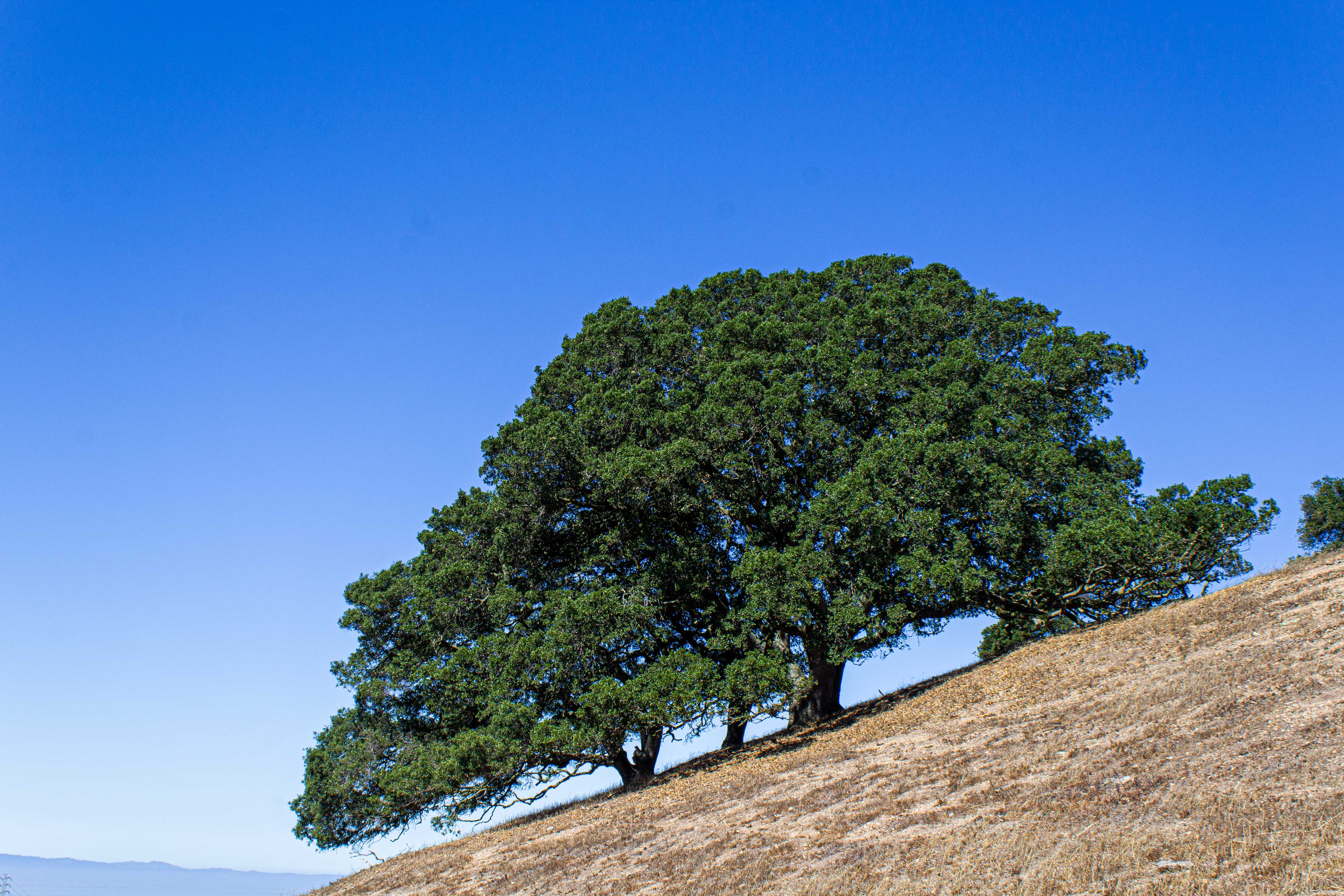 Easy Ridge Trail Miles at Vargas Plateau - Coastside Slacking